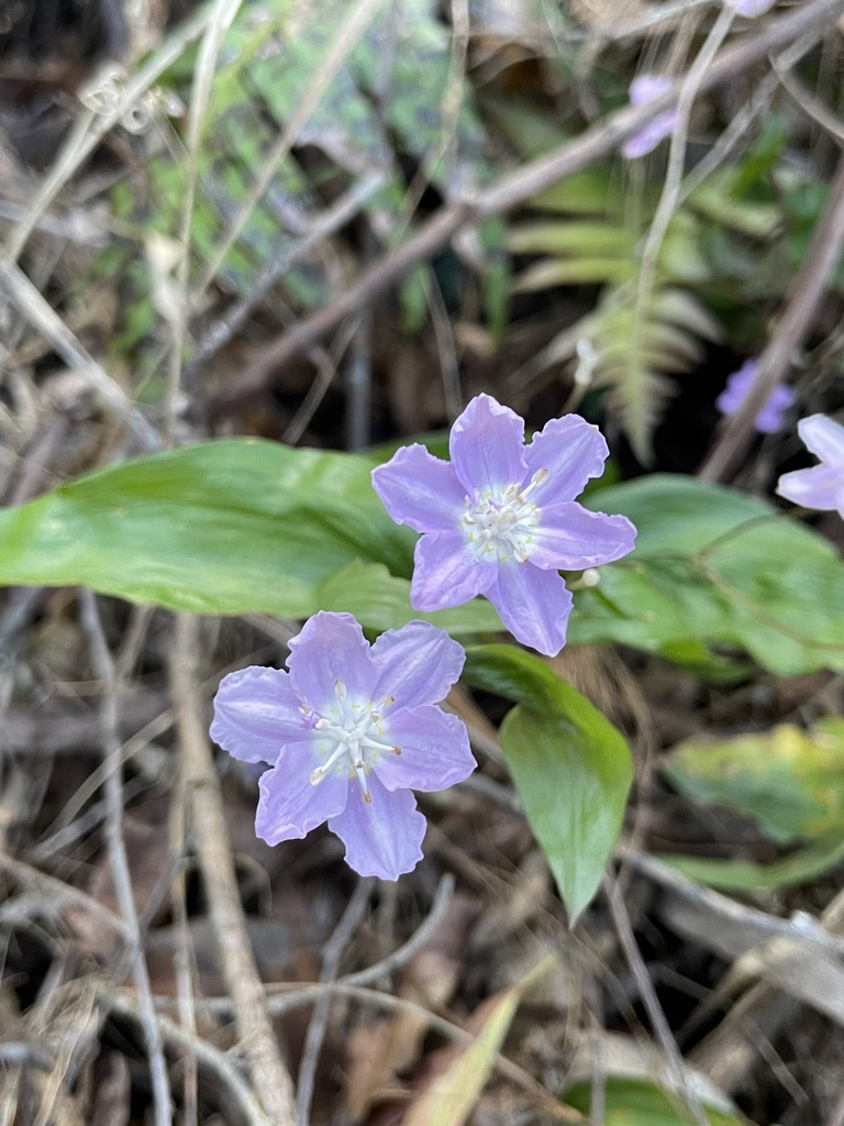 Bellworts and allies from Springbrook National Park, Springbrook, QLD ...