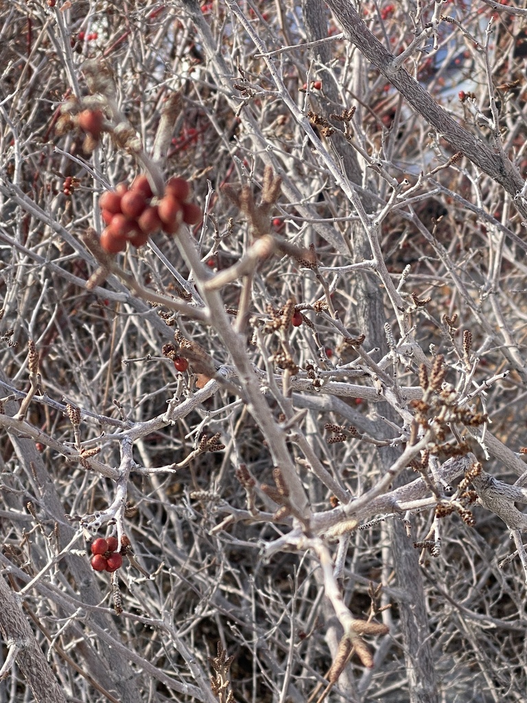 fragrant sumac from The University of Utah, Salt Lake City, UT, US on ...
