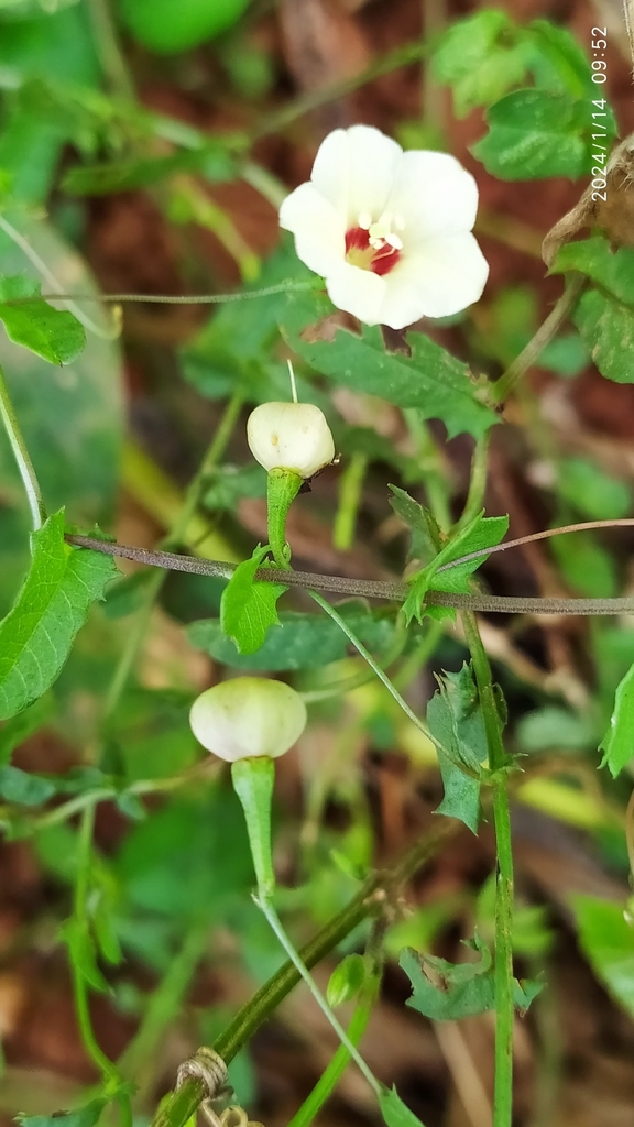 Narrow-leaved Merremia from X9RV+JX9, Parassinikadavu, Kerala 670563 ...