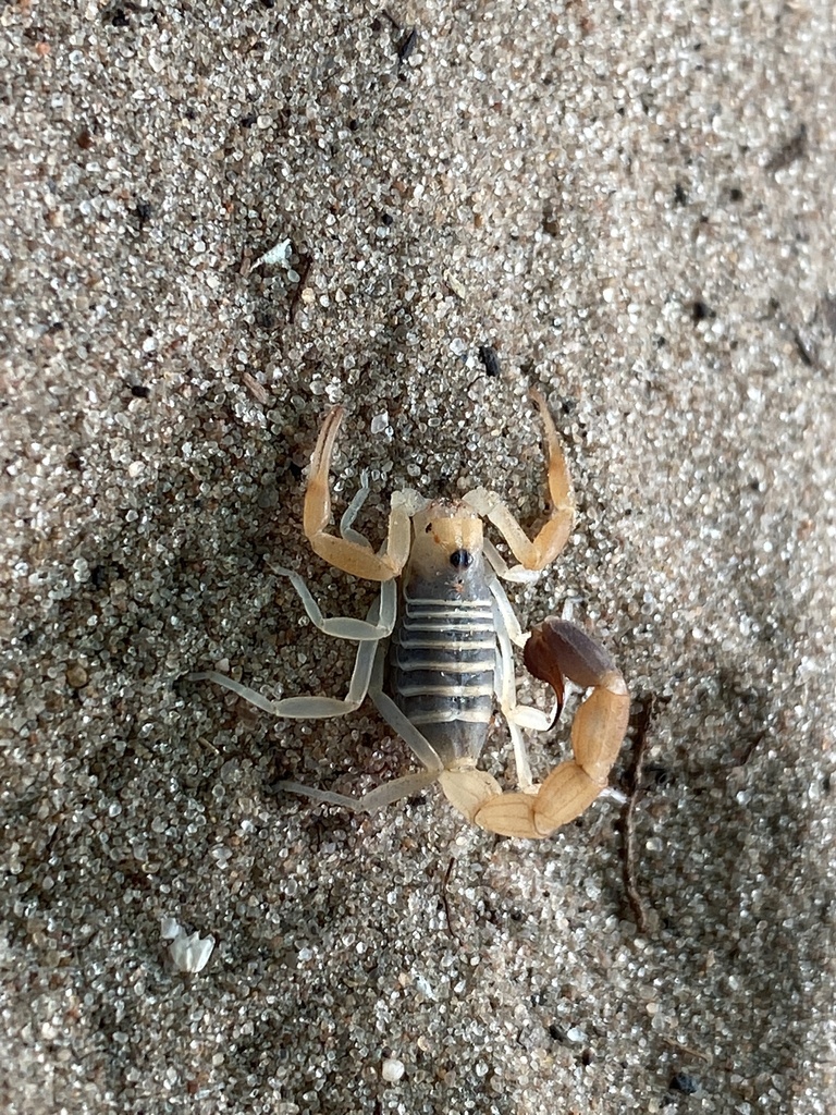 Rough Thicktail Scorpion from Otjozondjupa, NA on January 14, 2024 at ...