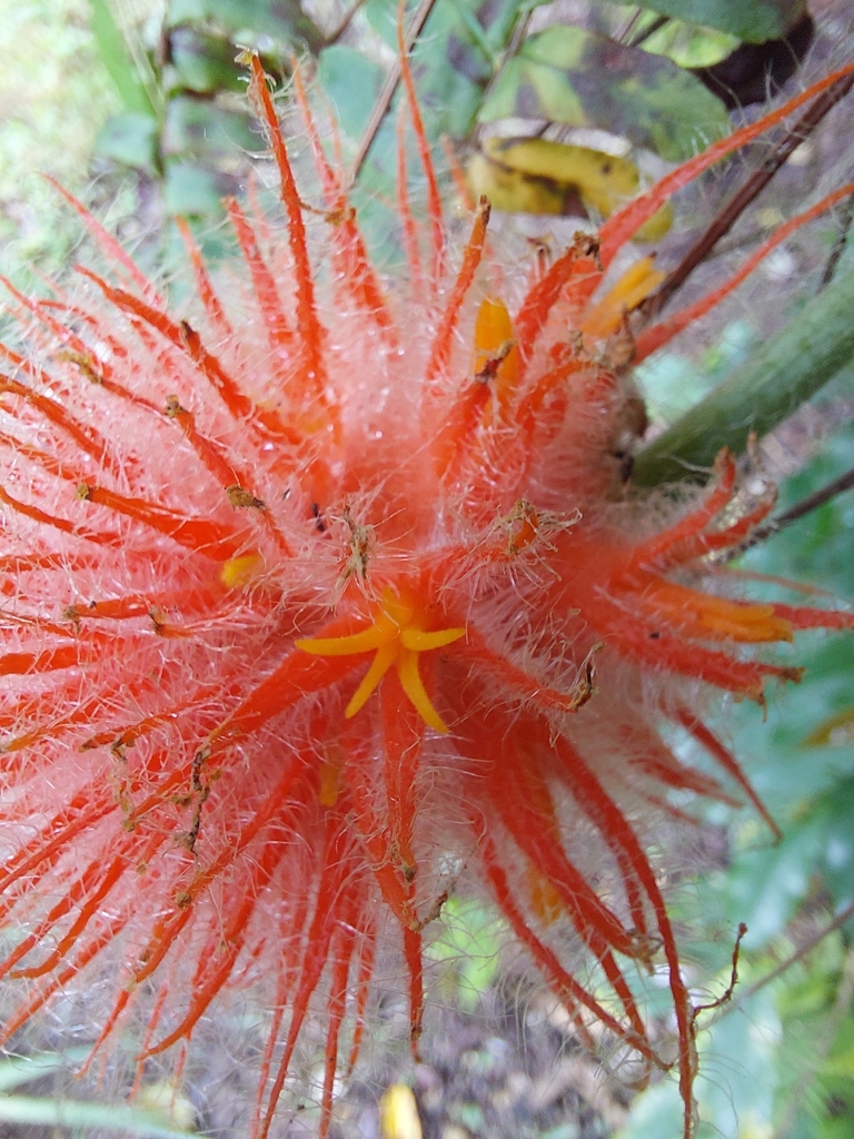 Gurania eriantha from Urubamba, PE-CS, PE on January 14, 2024 at 08:49 ...