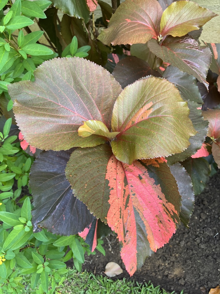 Acalypha Wilkesiana Copper Leaf