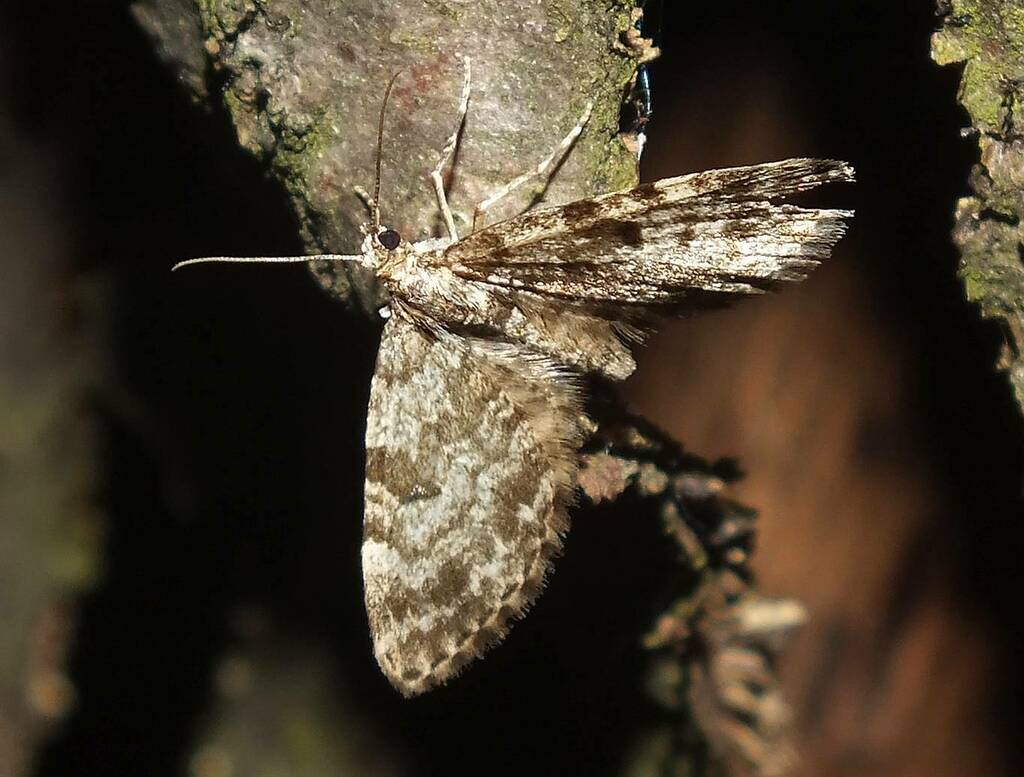 Dwarf Pug from 1Harka, 9422 Hungary on April 27, 2019 at 12:31 AM by ...