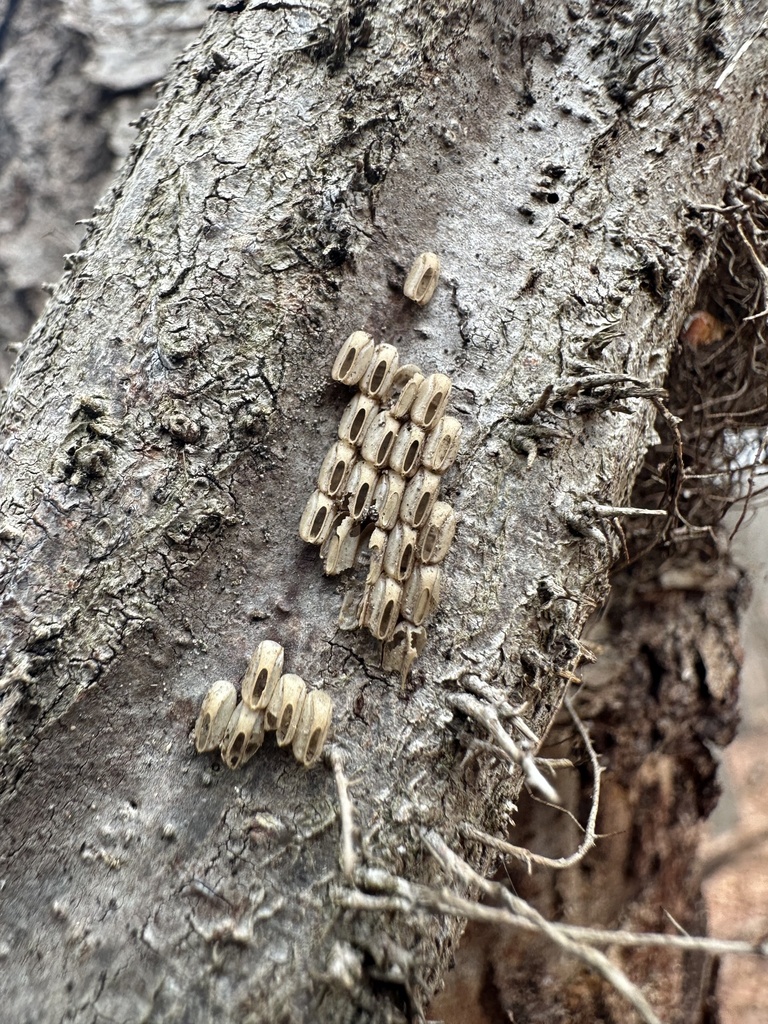 Spotted Lanternfly from White Clay Creek State Park, Newark, DE, US on ...