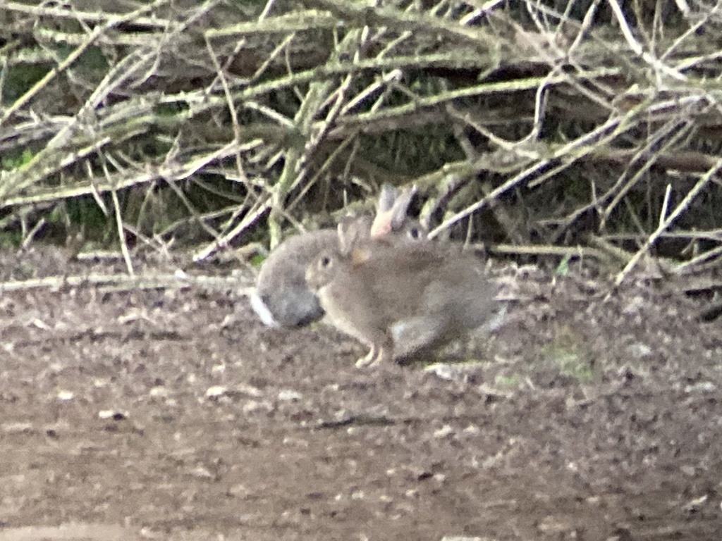 European Rabbit from Parco Regionale dell'Appia Antica, Roma, Lazio, IT ...