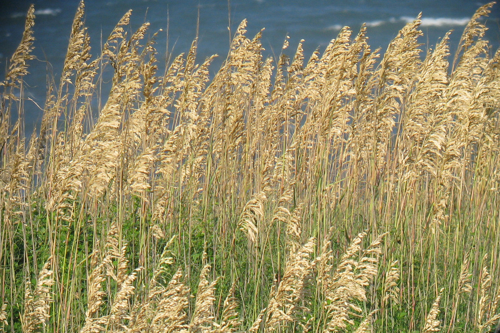 sea oats from Avon, NC 27915, USA on September 9, 2009 at 05:17 PM by ...