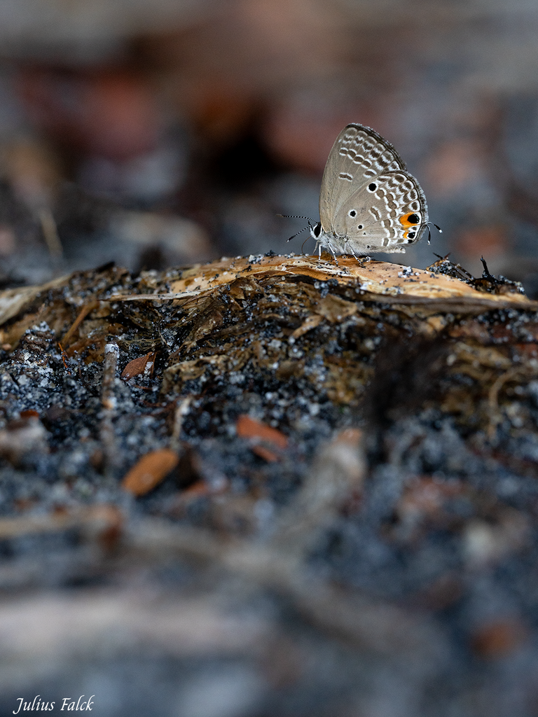 plains cupid from Brickaville, Madagascar on November 17, 2023 by ...