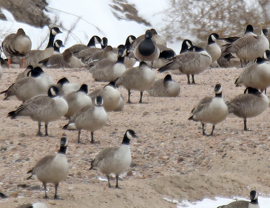 Atlantic Brant from Buffalo County, NE, USA on January 7, 2024 at 02:32 ...