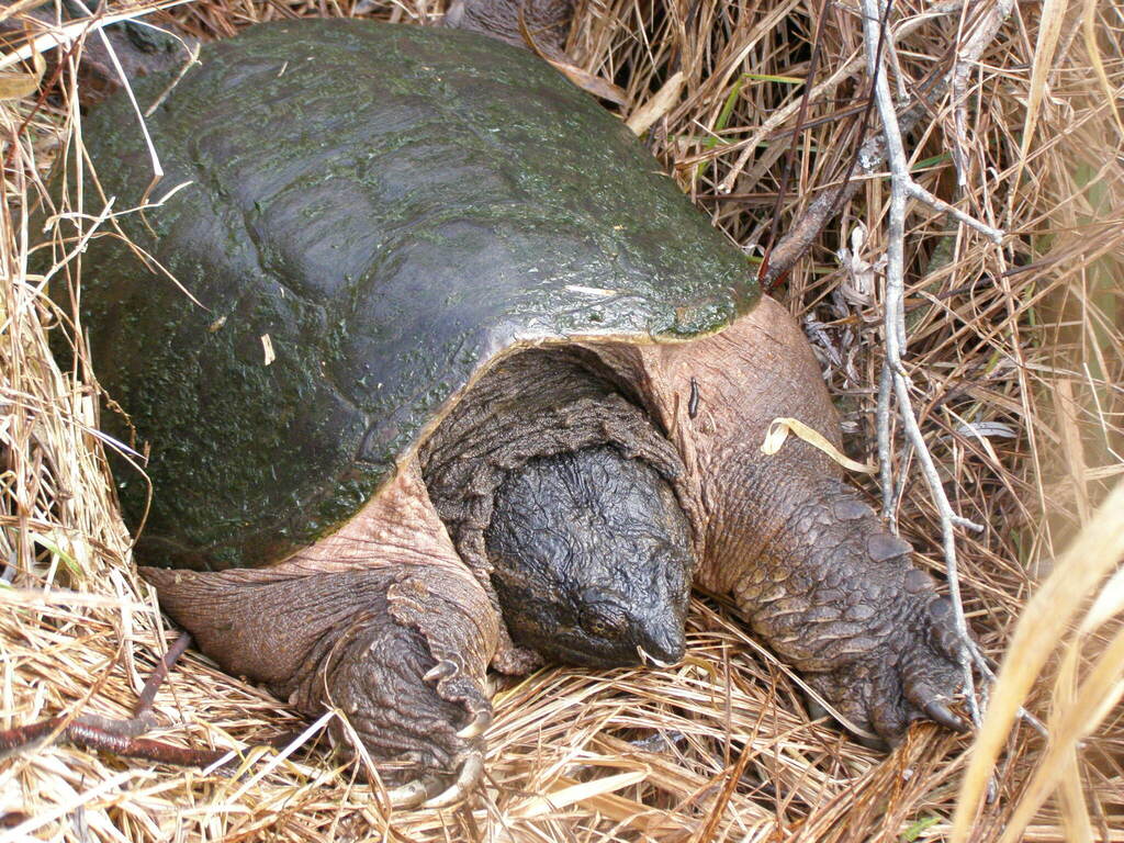 Common Snapping Turtle from Dickinson County, MI, USA on October 27 ...