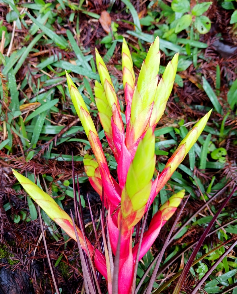 cardinal airplant in January 2024 by Steve Carbol. Fallen following a ...
