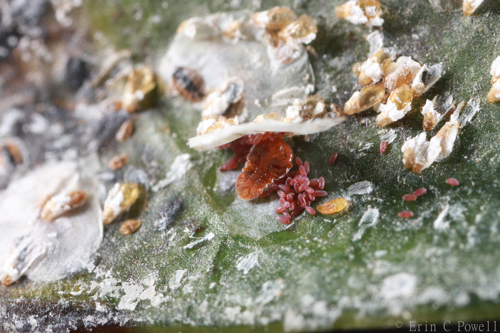 White Mango Scale from Bartow, FL, USA on January 10, 2024 at 12:30 PM ...