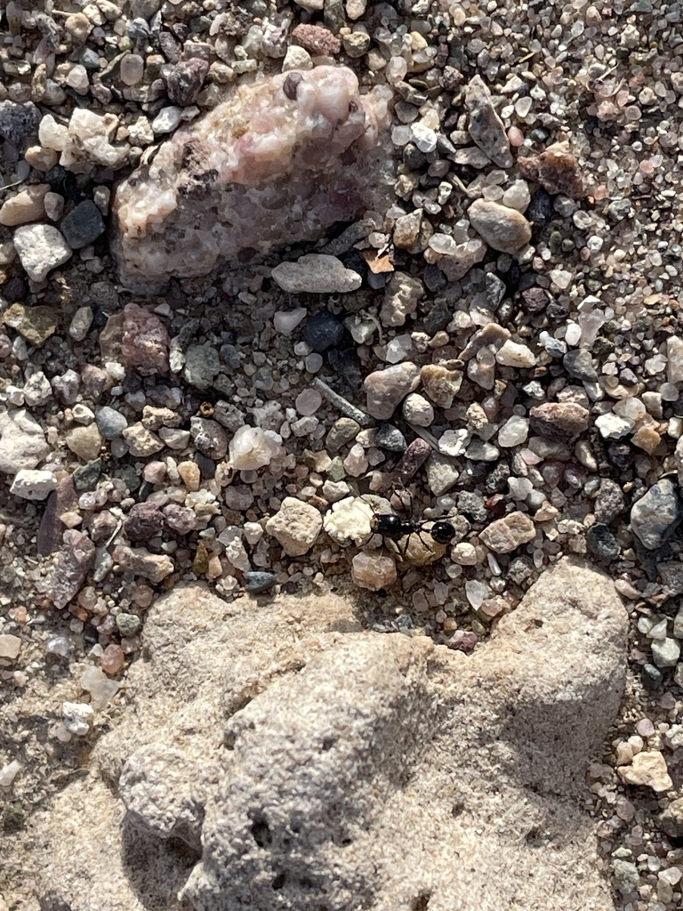 Black Harvester Ant from Inyo County, US-CA, US on January 13, 2024 at ...
