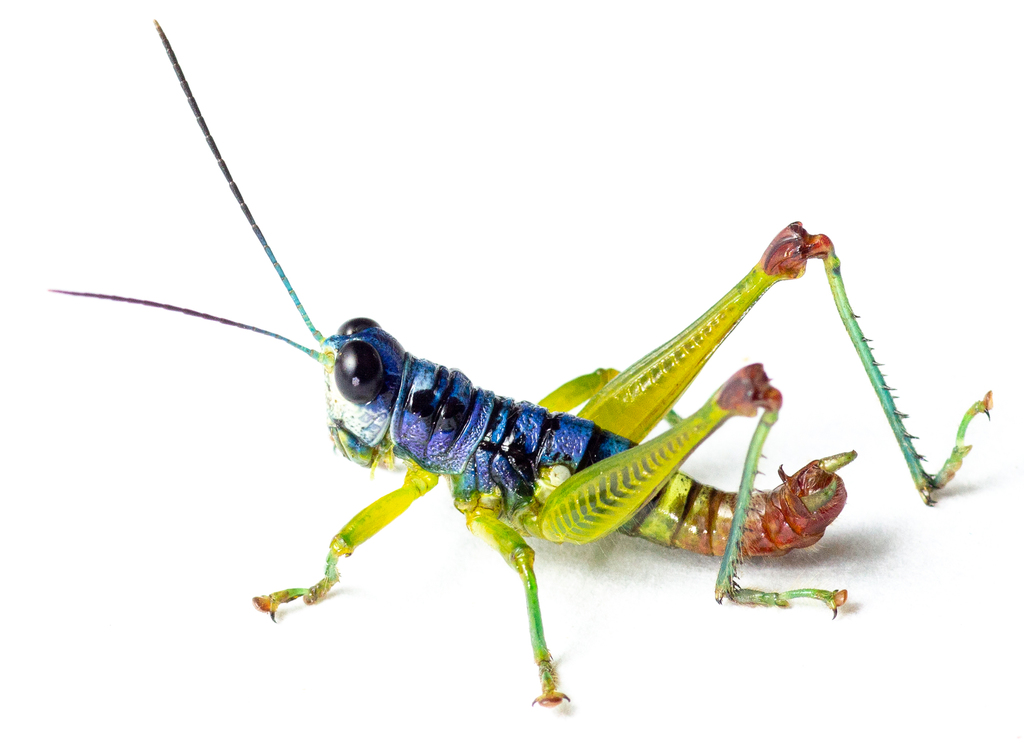 Rice Grasshoppers and Allies from San Carlos de Luba, Equatorial Guinea ...