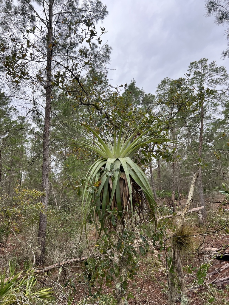 giant airplant in January 2024 by Hamilton · iNaturalist