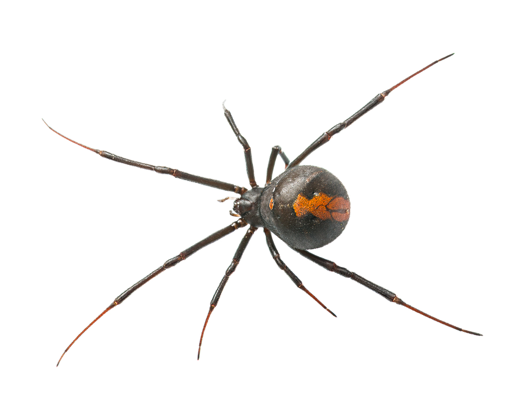 Redback Spider from Brisbane QLD, Australia on January 19, 2022 at 06: ...
