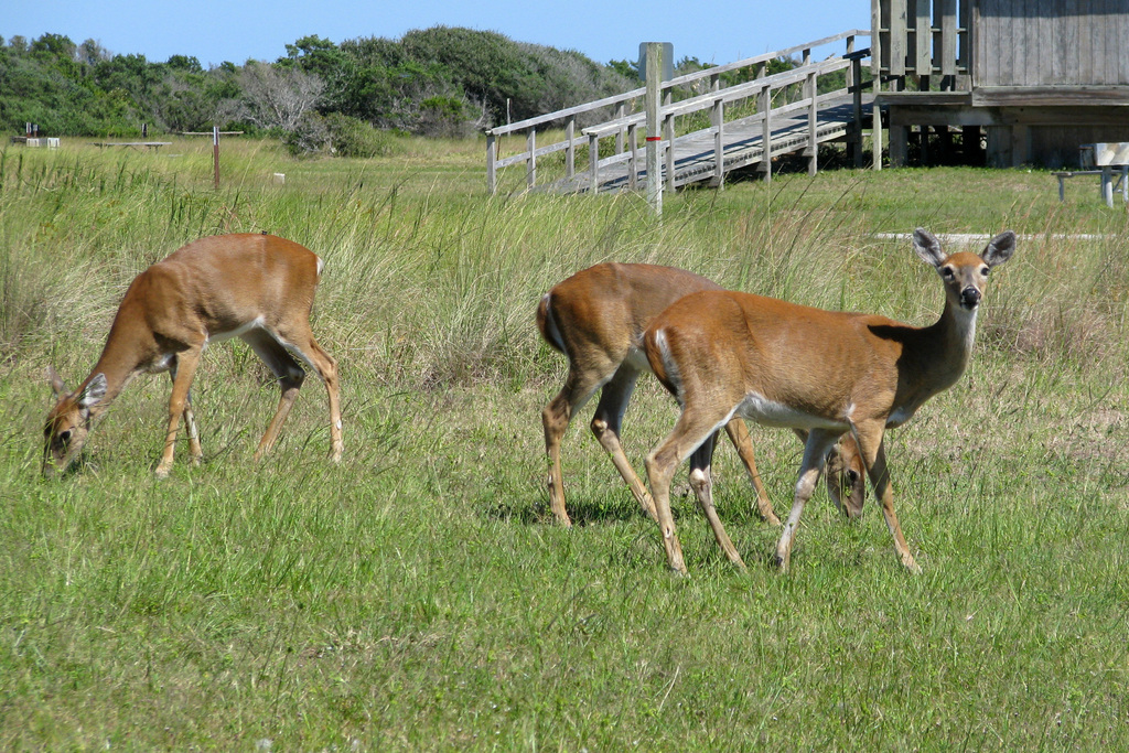 White-tailed Deer from Dare County, NC, USA on September 10, 2010 at 02 ...