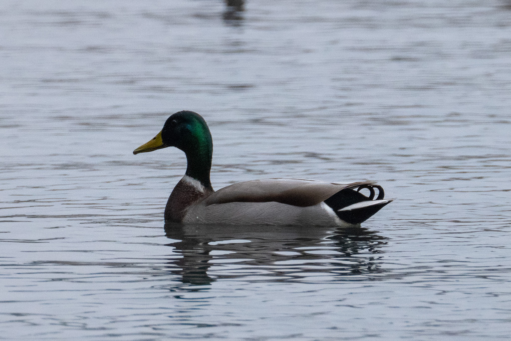 Mallard from 67150 Erstein, France on January 14, 2024 at 02:15 PM by ...