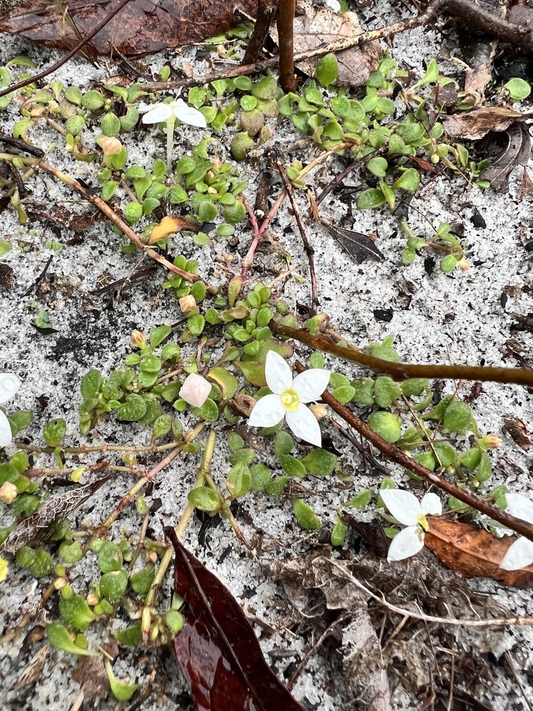 roundleaf bluet in January 2024 by Hamilton · iNaturalist