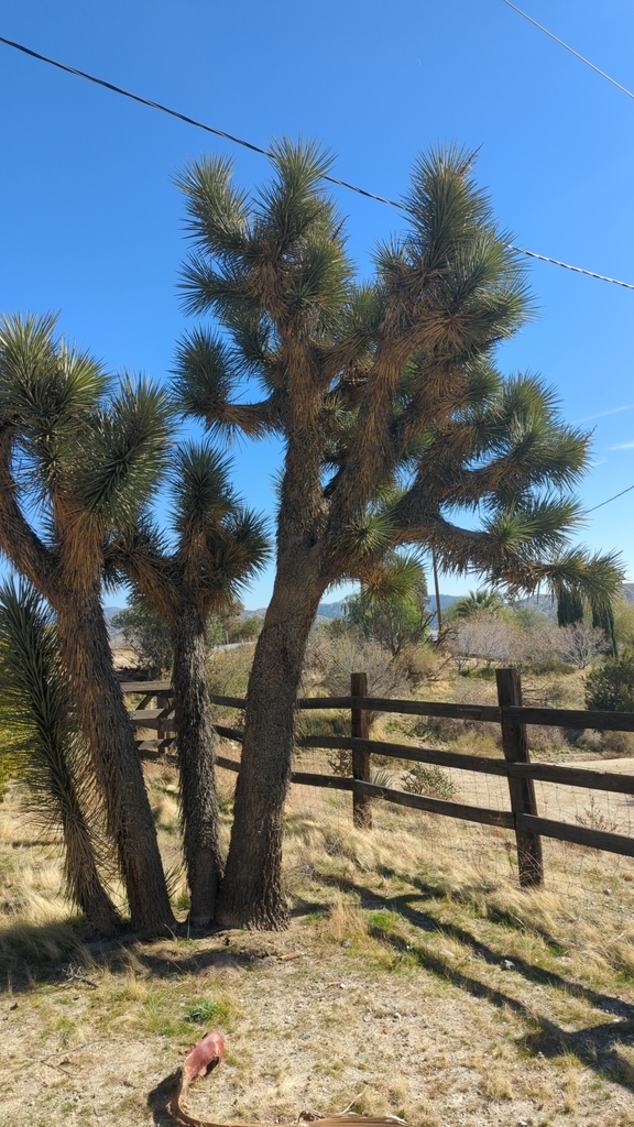 Joshua Tree from Morongo Valley, CA 92256, USA on January 14, 2024 at ...