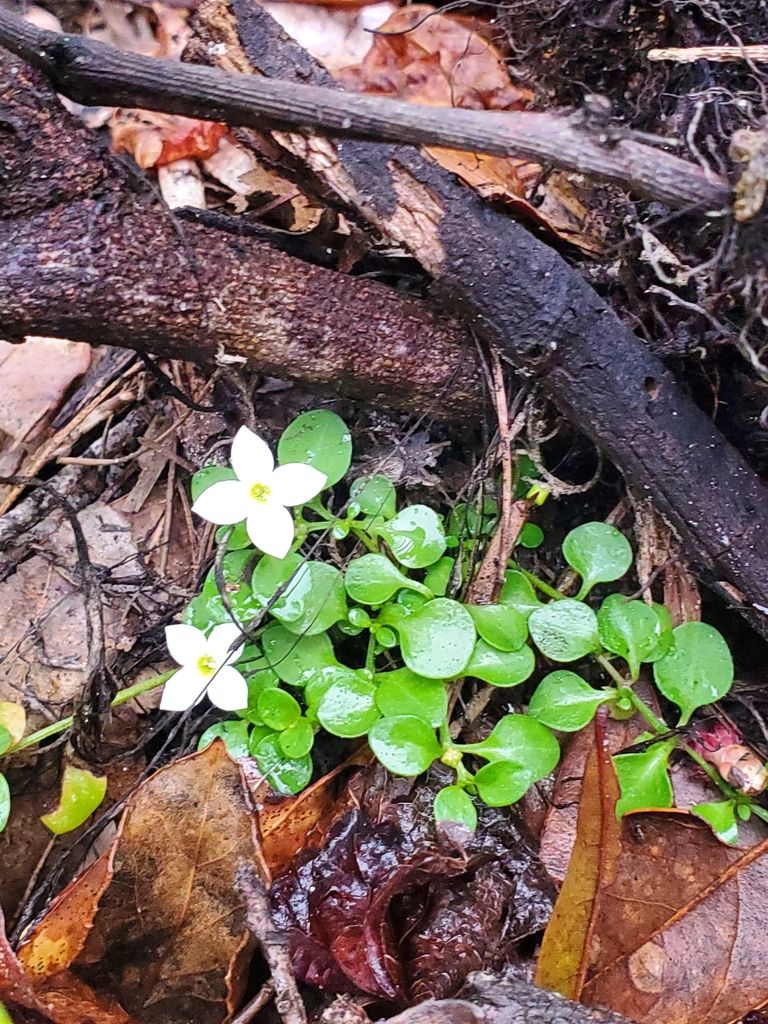 roundleaf bluet from Myakka City, FL 34251, USA on January 14, 2024 at ...