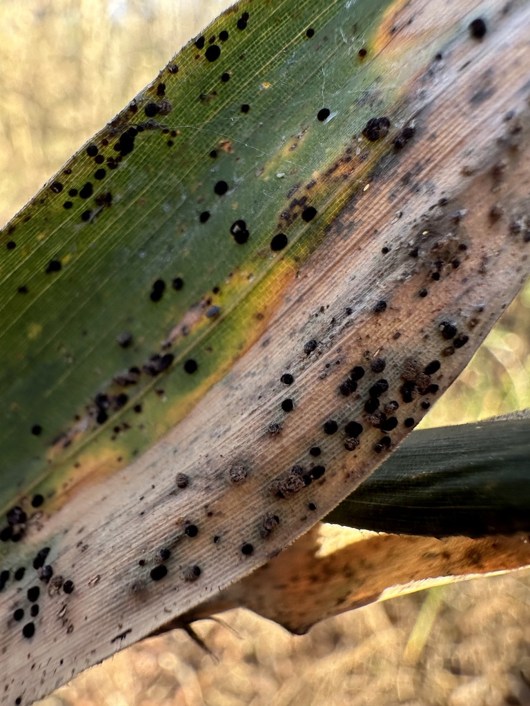 rust fungi from Collierville, TN, US on January 13, 2024 at 08:56 AM by ...