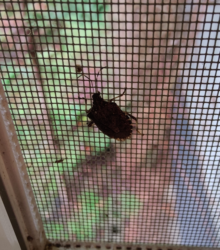 Brown Marmorated Stink Bug in December 2023 by Mushroom · iNaturalist