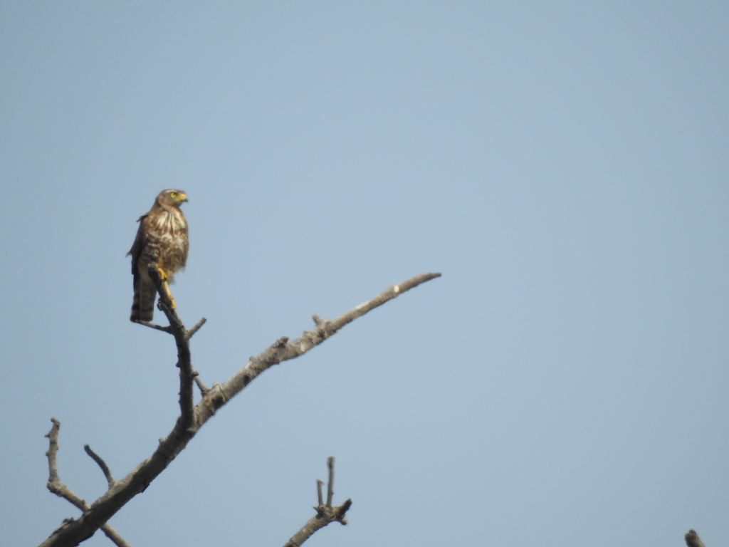 Roadside Hawk from Altamira, Tamps., México on April 11, 2019 at 10:28 ...