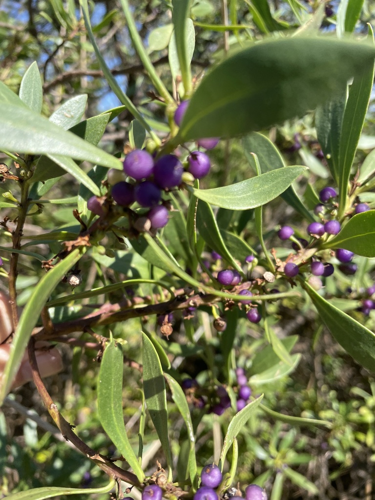 common boobialla from Phillip Island Rd, San Remo, VIC, AU on January ...
