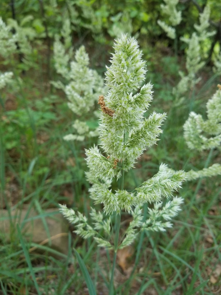 Texas bluegrass from The Molly Hollar Wildscape, 2866 Spanish Trail ...
