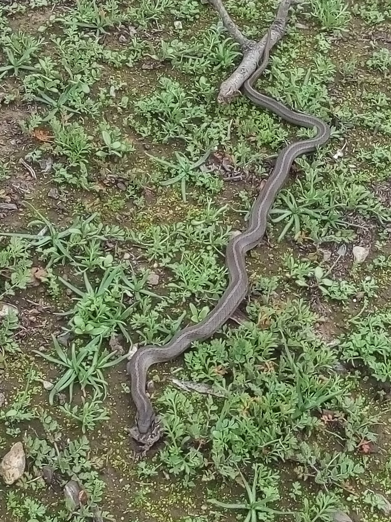 Dipsadine Snakes from Maipo, Región Metropolitana, Chile on August 5 ...