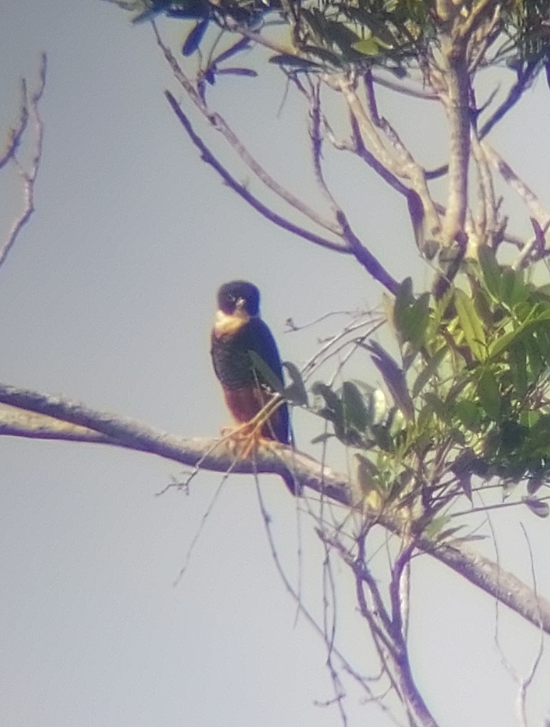 Bat Falcon from Caño Negro, Provincia de Alajuela, Los Chiles, Costa ...