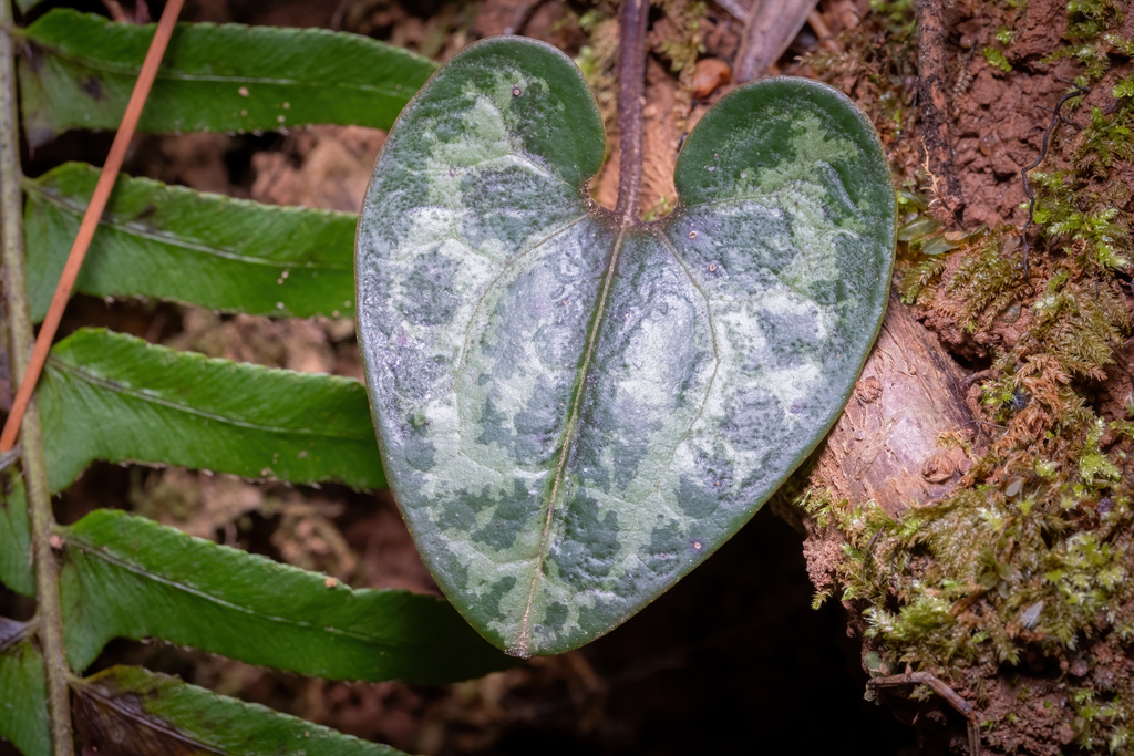 little heartleaf from Wake County, NC, USA on January 12, 2024 at 10:56 ...