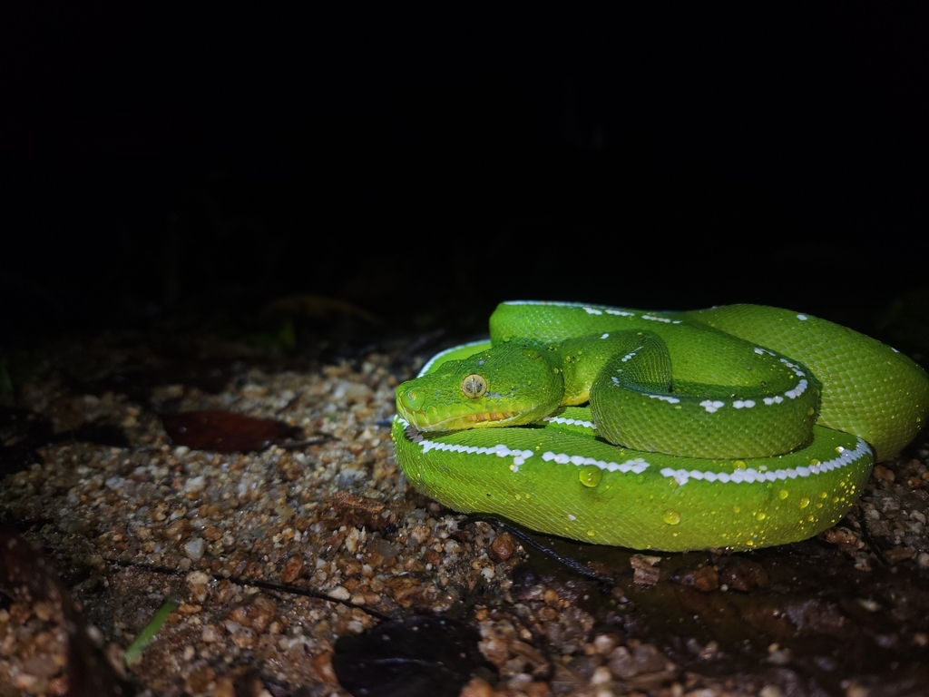 Southern Green Python from 澳大利亚昆士兰州艾恩兰奇 on January 14, 2024 at 08:46 PM ...