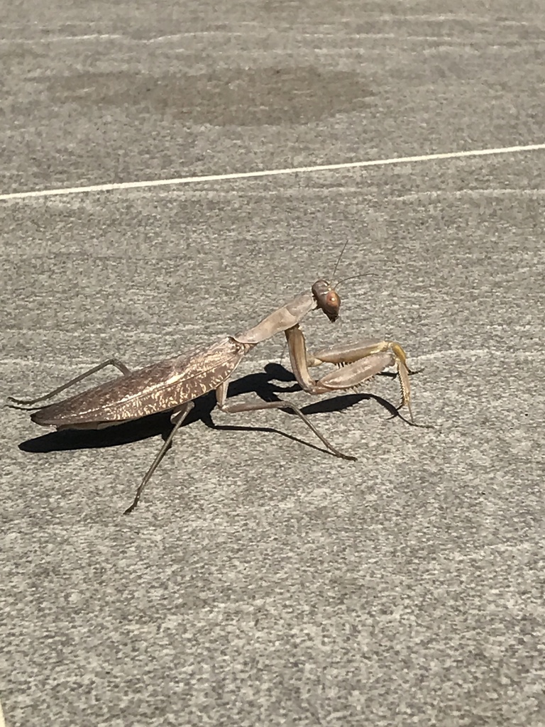 Giant Asian Mantis from 臺灣島, 番路鄉, CYQ, TW on January 15, 2024 at 11:58 ...