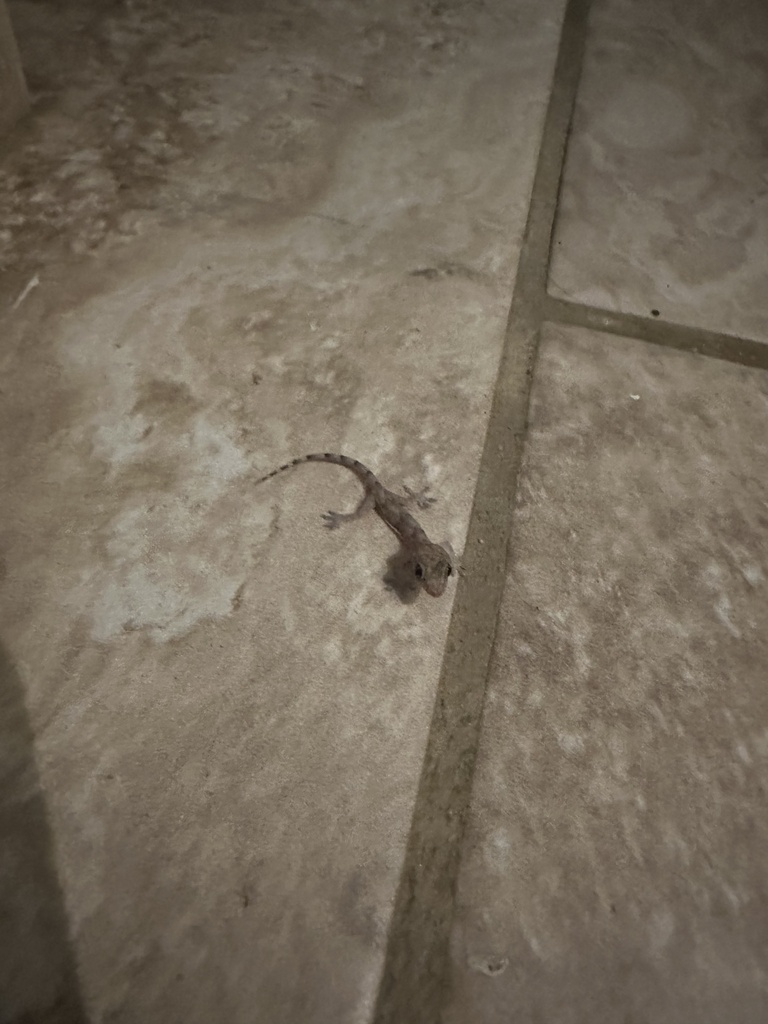 Tropical House Gecko from Puerto Rico, Rincón, Puerto Rico, US on ...