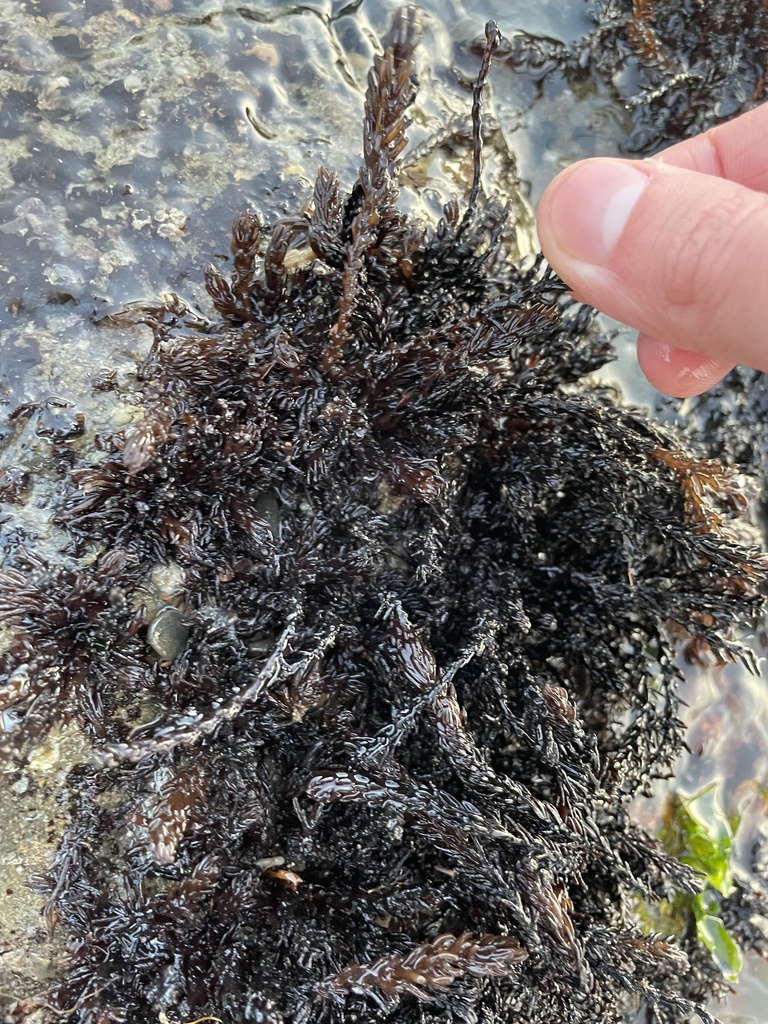 Black Pine Seaweed from Stump Beach Cove, CA, US on January 14, 2024 at ...