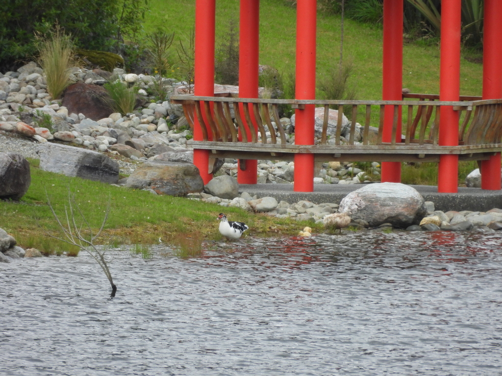 Domestic Muscovy Duck from Ross, New Zealand on December 31, 2023 at 11 ...