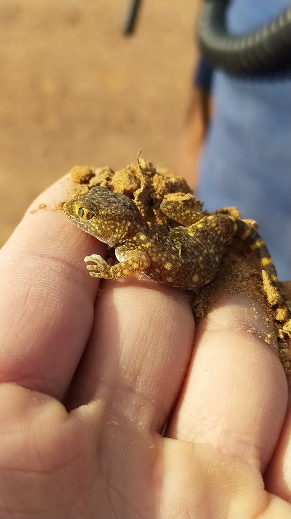 Typical Geckos on January 15, 2024 at 09:33 AM by Léo Millancourt ...