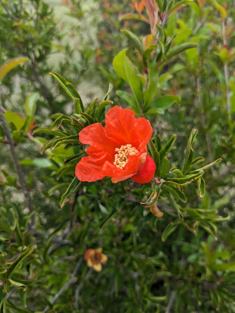 pomegranate from Elsmore NSW 2360, Australia on January 14, 2024 at 01: ...