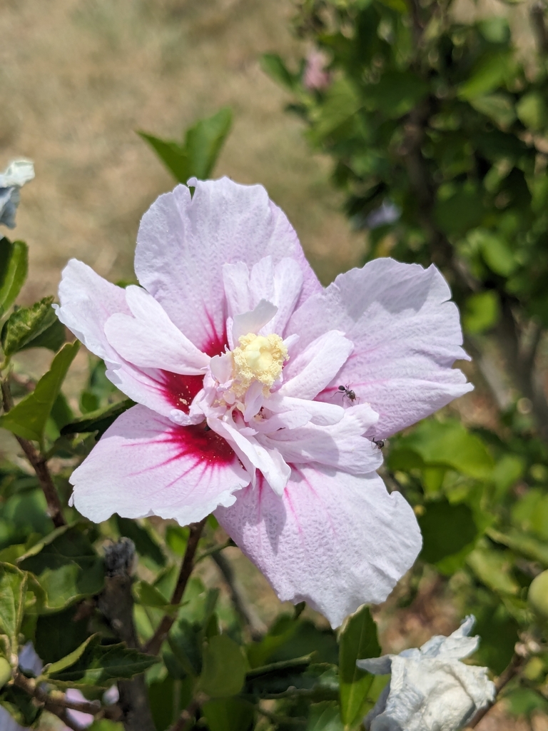 common hibiscus from Elsmore NSW 2360, Australia on January 14, 2024 at ...