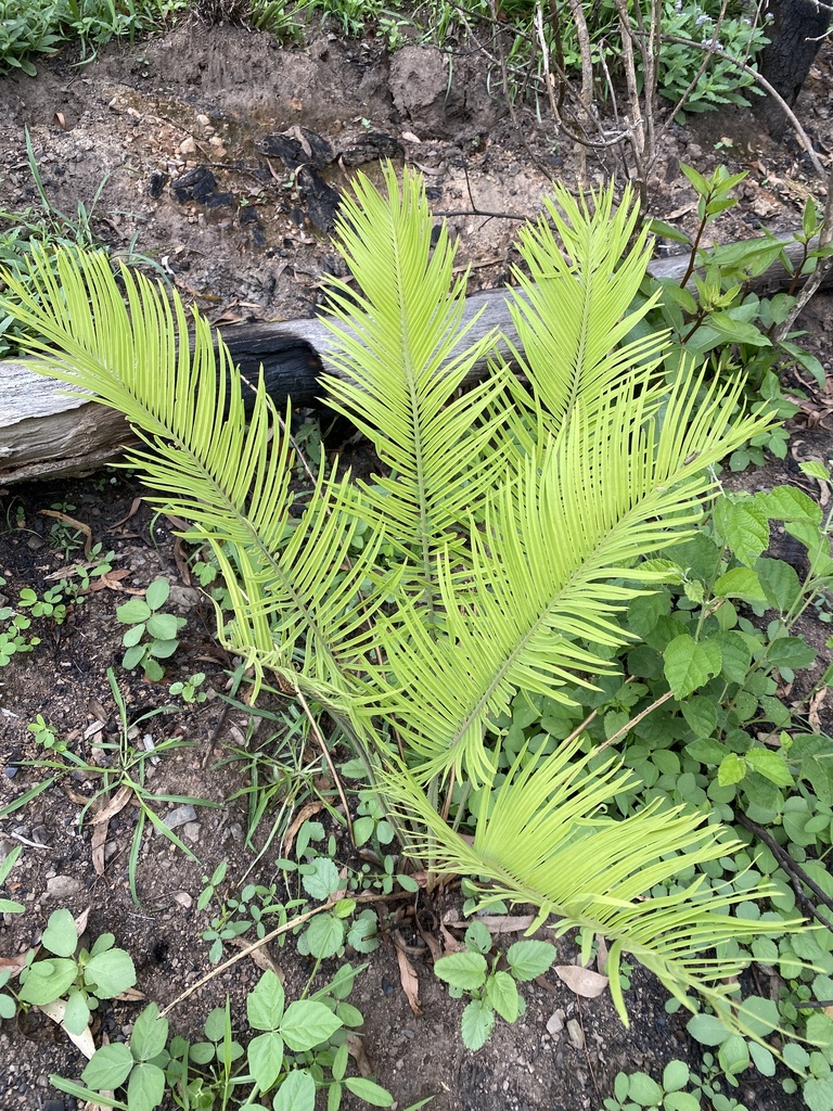 Cycas megacarpa in January 2024 by Karly F · iNaturalist