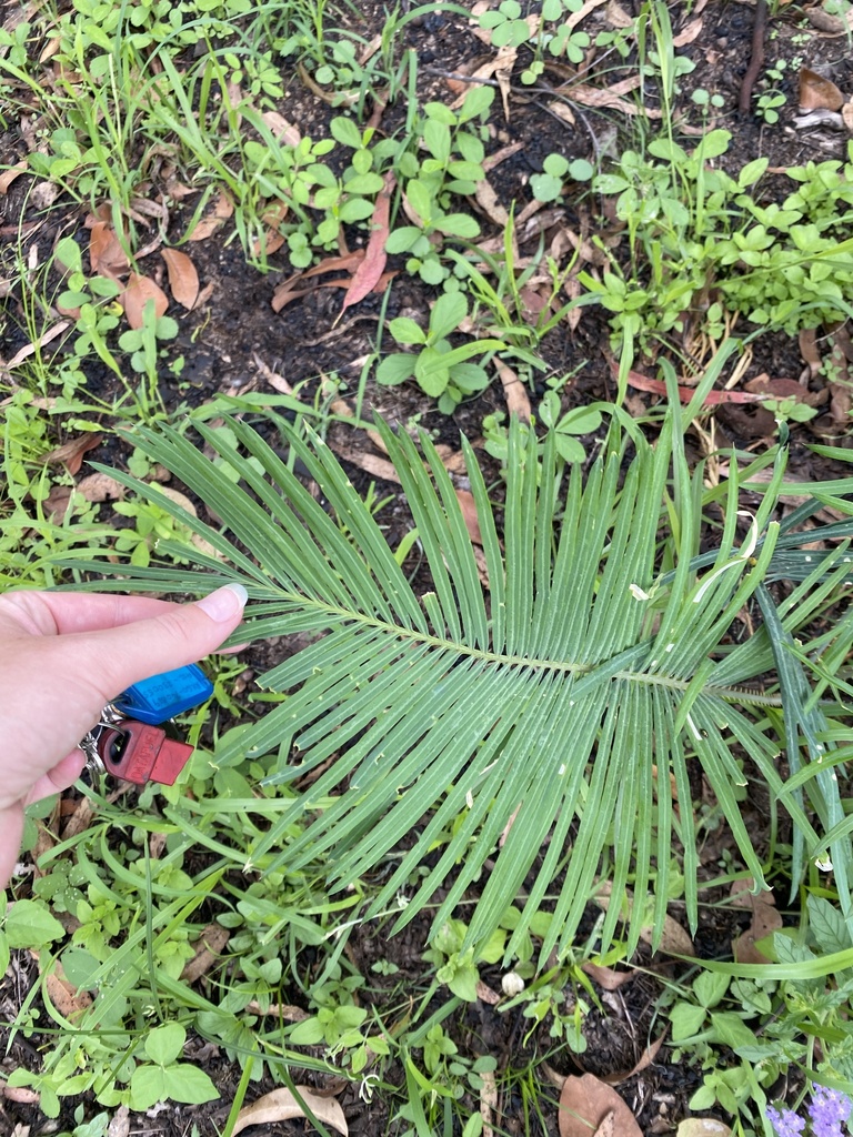 Cycas megacarpa in January 2024 by Karly F · iNaturalist