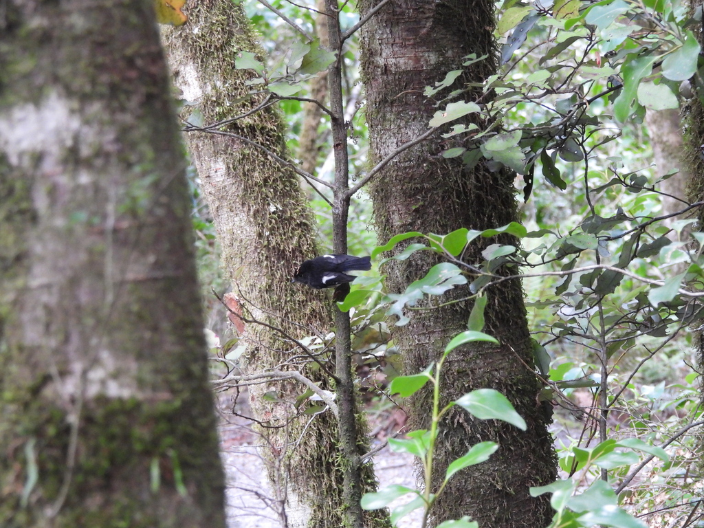 New Zealand Tomtit from Cameron Flat Campsite Haast Pass-Makarora Road ...