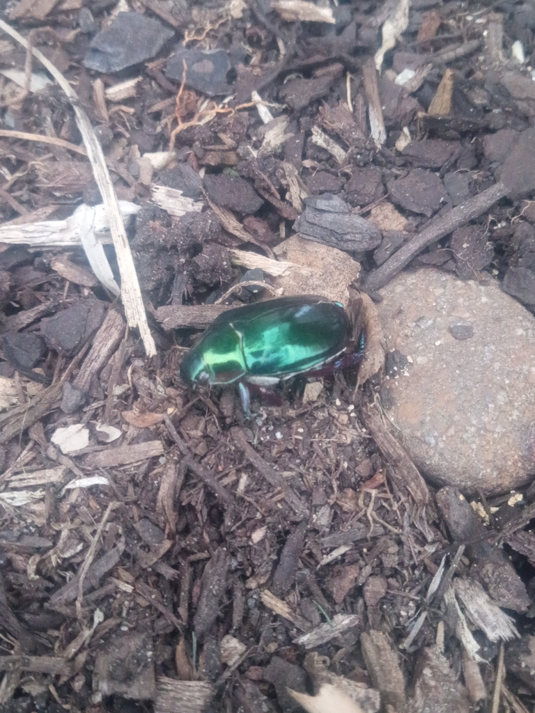 Repsimus aeneus from Weblands St before Budgeree Dr, Aberglasslyn NSW ...