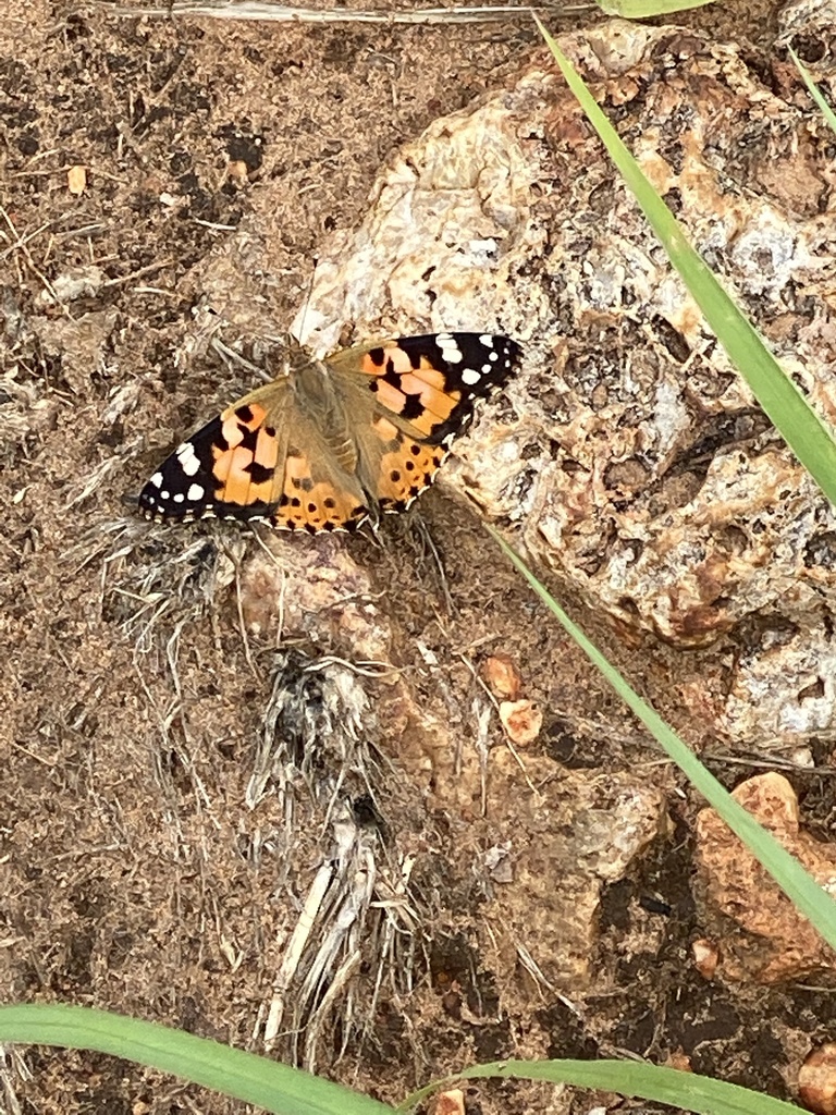 Painted Lady from Tsumkwe, NA-OD, NA on January 15, 2024 at 10:53 AM by ...