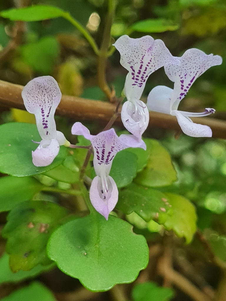 Stoep Jacaranda from Skeleton Gorge on December 13, 2023 at 07:50 AM by ...