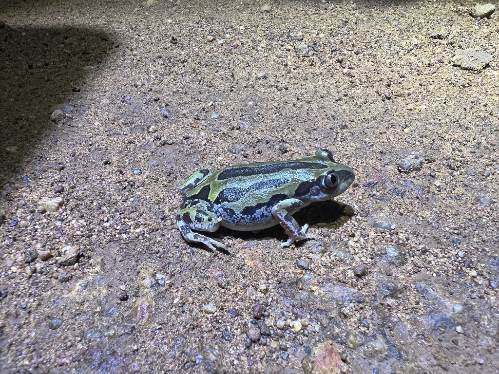 Senegal Running Frog in January 2024 by Davin Manson · iNaturalist