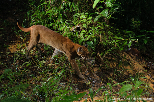 Indochinese Wildcats (Genus Catopuma) · iNaturalist