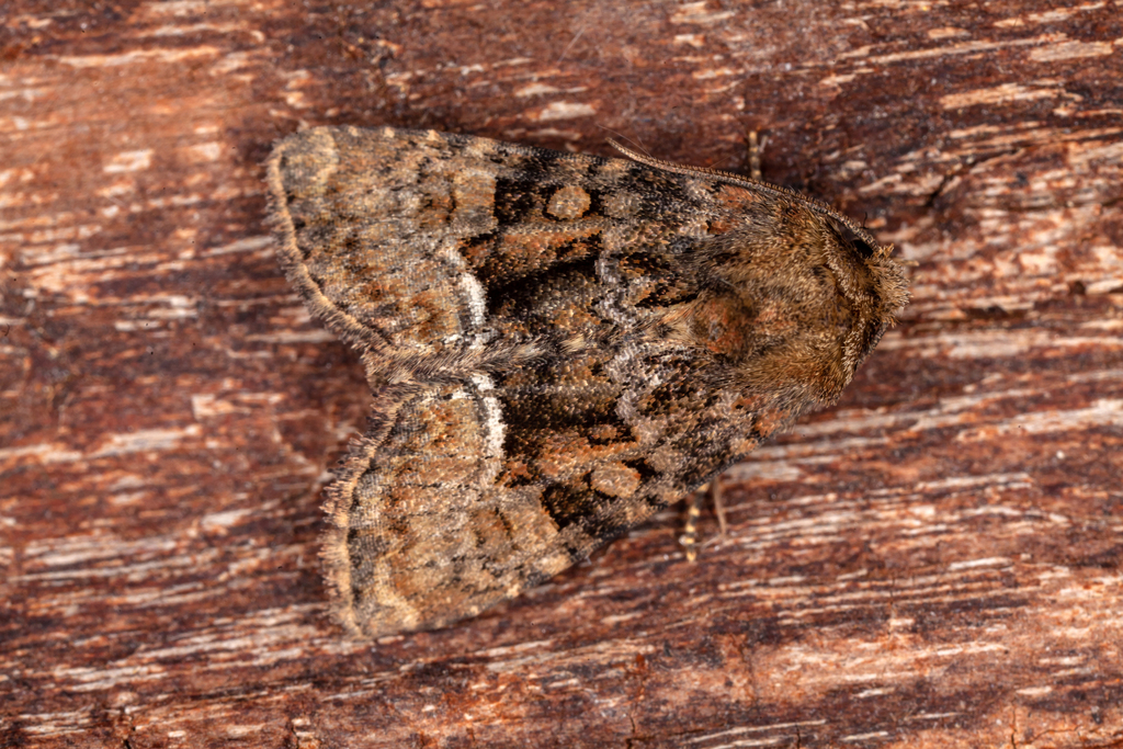 Rufous Marbled Minor from 84 Landshut, Deutschland on May 22, 2022 at ...