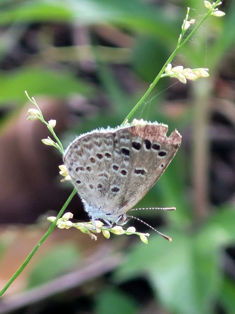 Lesser Grass Blue from R8MH+CMW, p.o, Thachanezhath, Thrichattukulam ...